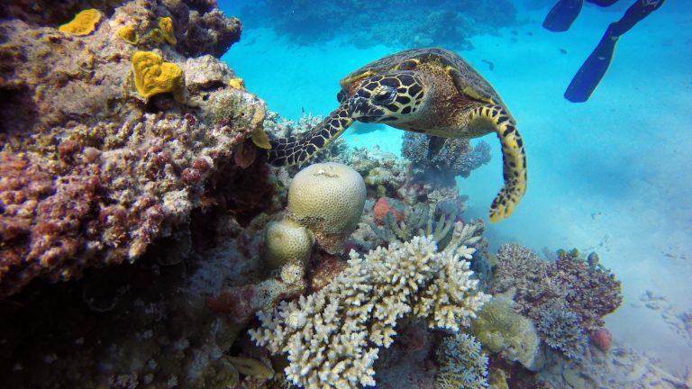 Exploring the Ocean: A Snorkeling Trip in the Great Barrier Reef ...
